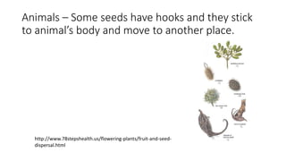 Lesson 4 germination and seed dispersal | PPTX