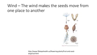 Lesson 4 germination and seed dispersal | PPTX