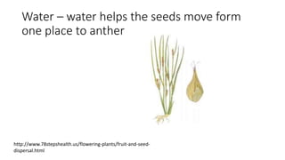 Lesson 4 germination and seed dispersal | PPTX