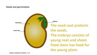 Lesson 4 germination and seed dispersal | PPTX