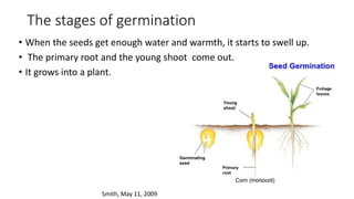 Lesson 4 germination and seed dispersal | PPTX