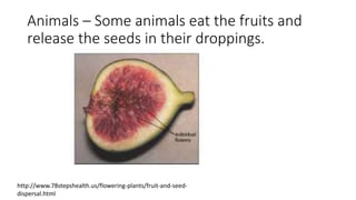 Lesson 4 germination and seed dispersal | PPTX