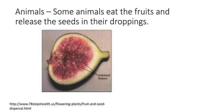 Lesson 4 germination and seed dispersal | PPTX