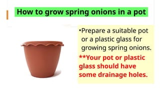 How to grow spring onions on your own.ppt
