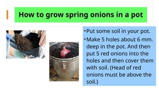 How to grow spring onions on your own.ppt