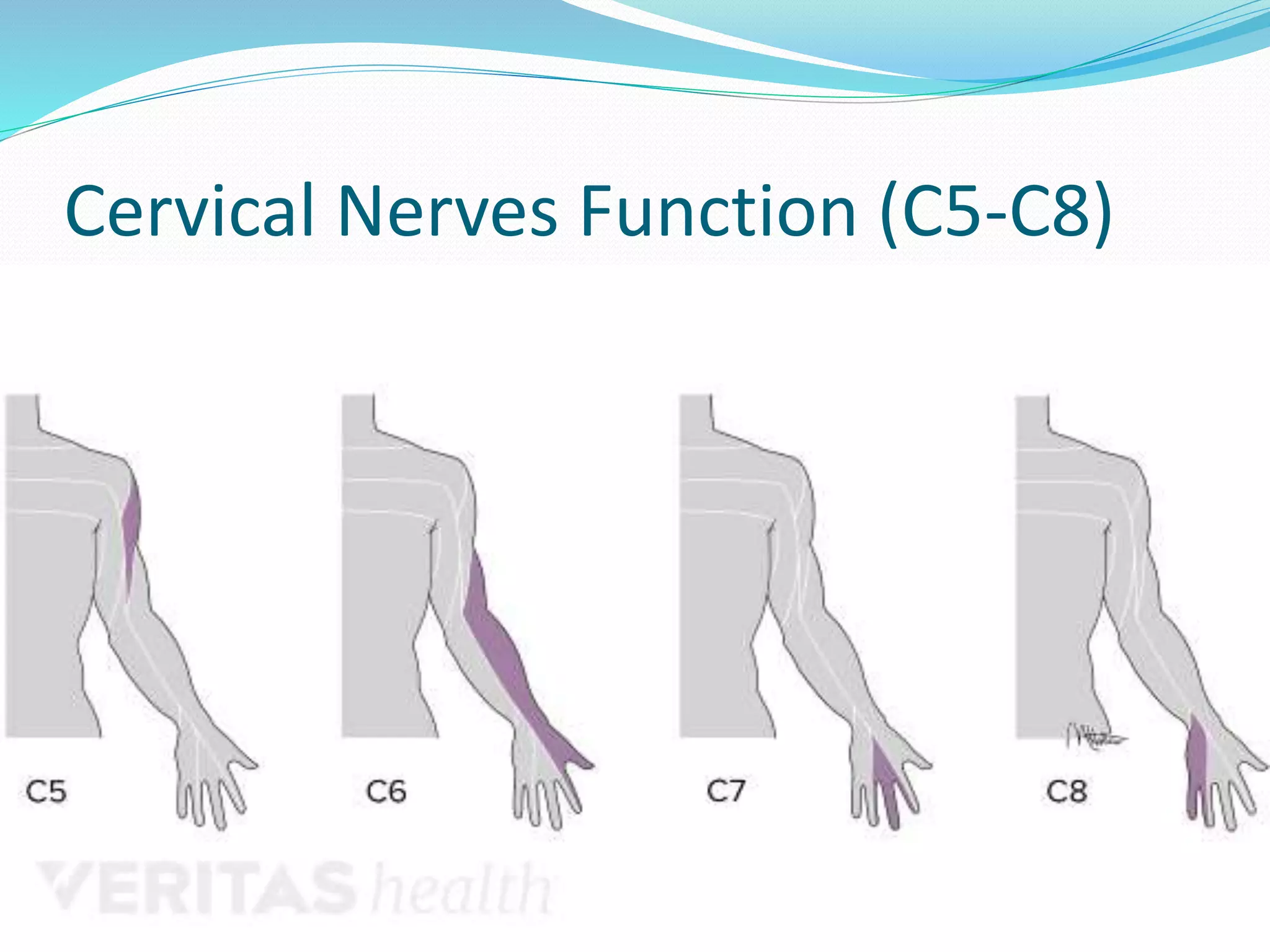 Lesson 4 (Nerves and Blood Vessels of the Spinal Column and Thorax).pptx