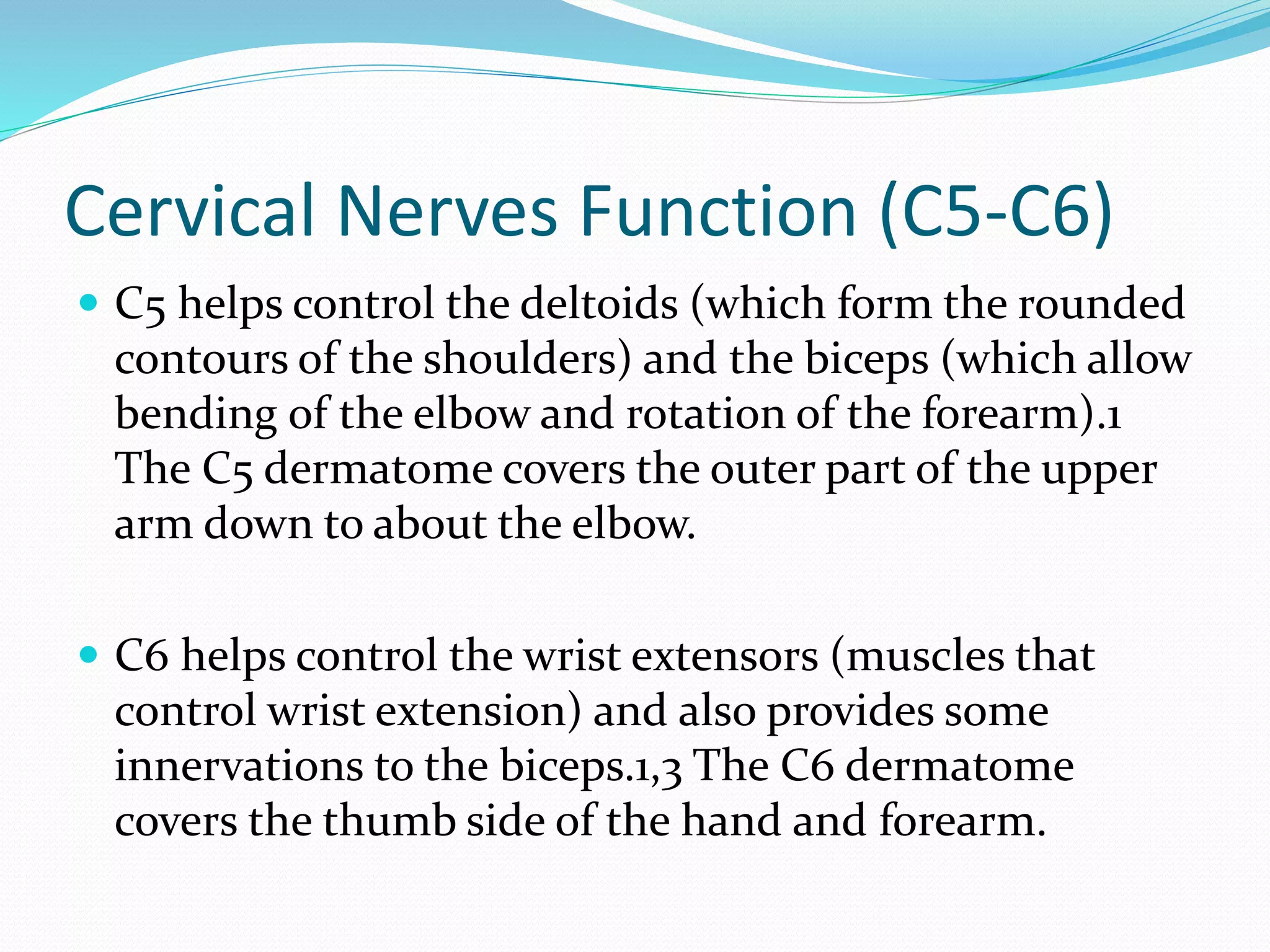 Lesson 4 (Nerves and Blood Vessels of the Spinal Column and Thorax).pptx