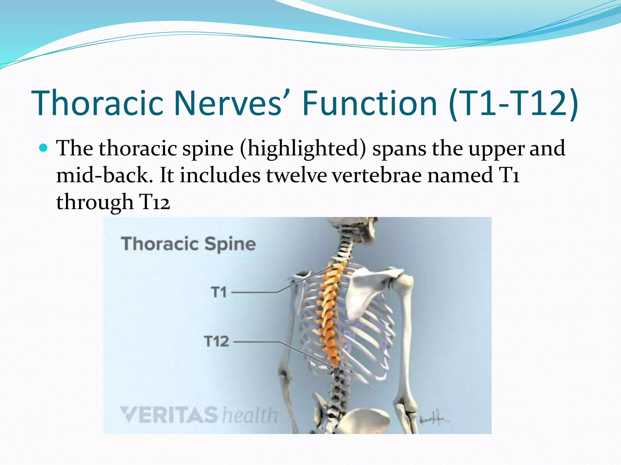 Lesson 4 (Nerves and Blood Vessels of the Spinal Column and Thorax).pptx