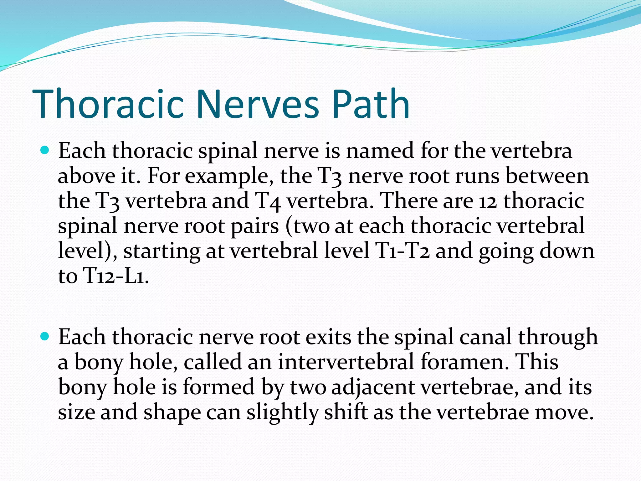Lesson 4 (Nerves and Blood Vessels of the Spinal Column and Thorax).pptx