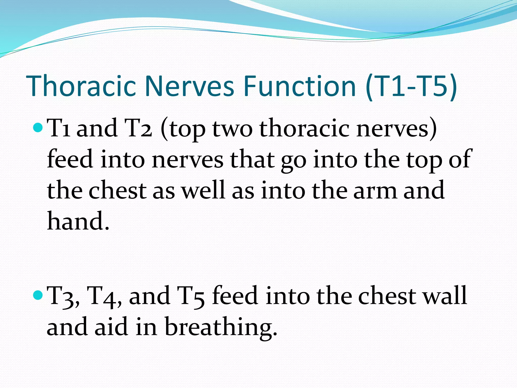 Lesson 4 (Nerves and Blood Vessels of the Spinal Column and Thorax).pptx