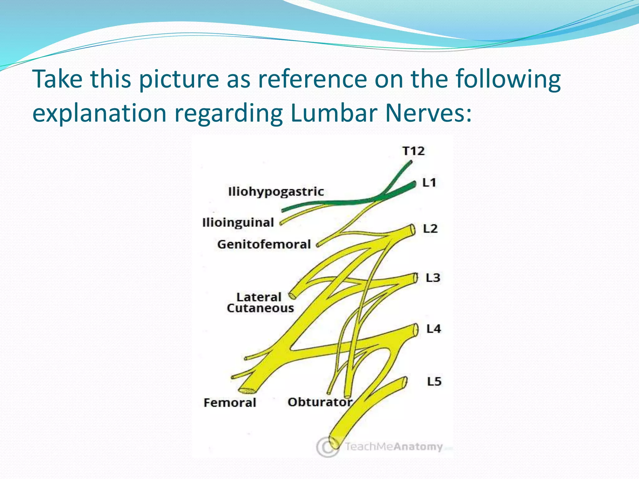 Lesson 4 (Nerves and Blood Vessels of the Spinal Column and Thorax).pptx