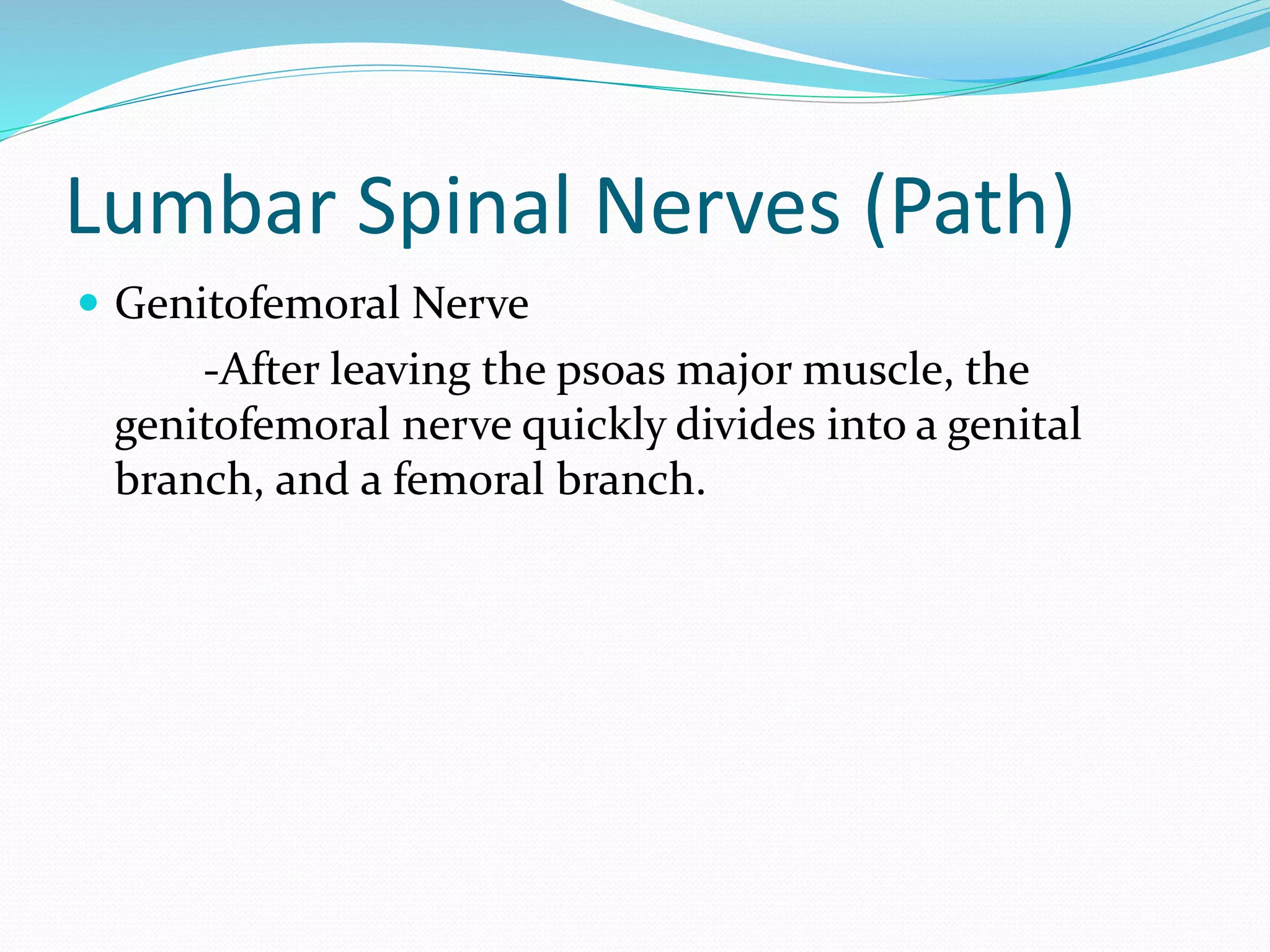Lesson 4 (Nerves and Blood Vessels of the Spinal Column and Thorax).pptx