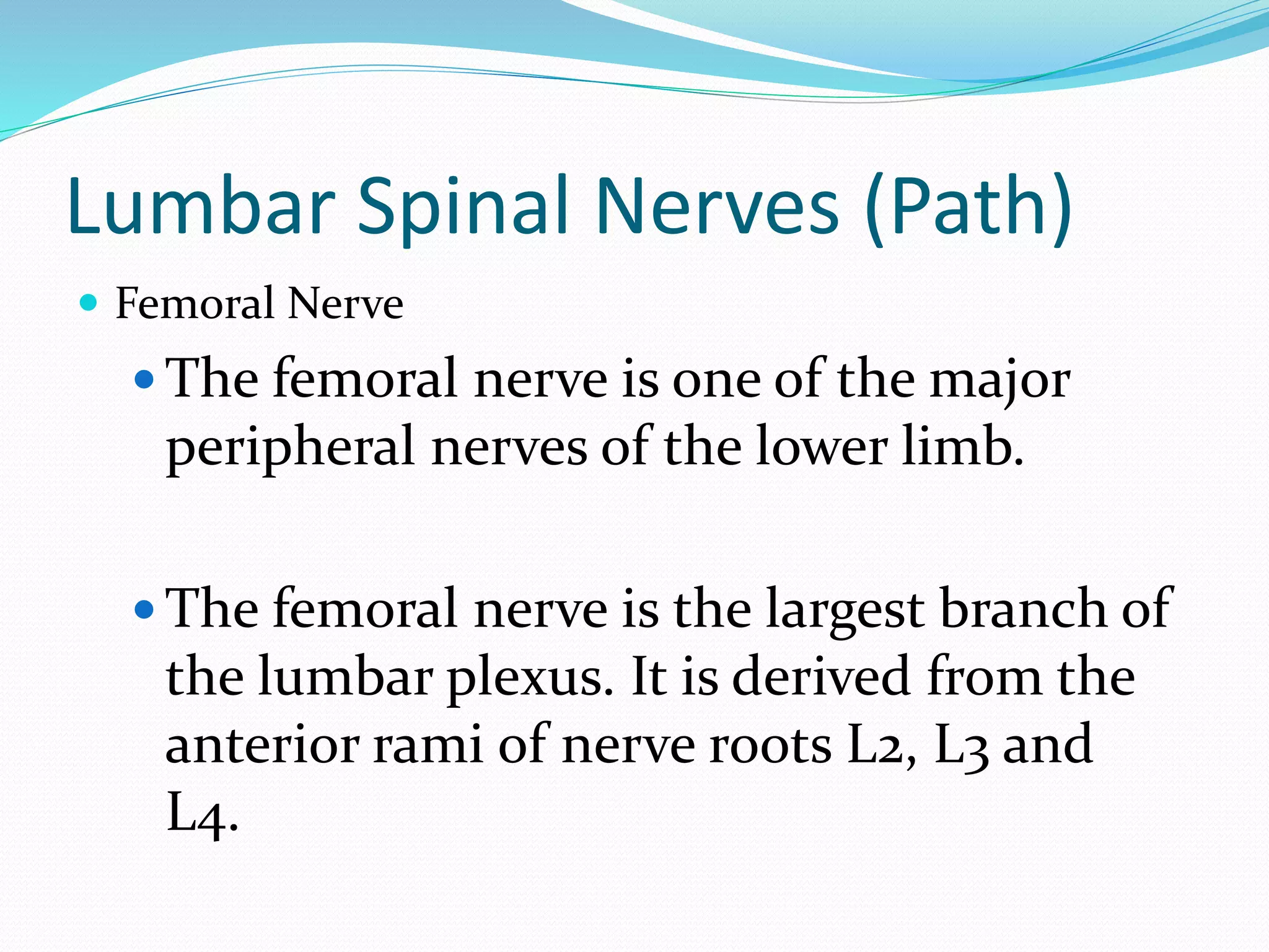 Lesson 4 (Nerves and Blood Vessels of the Spinal Column and Thorax).pptx