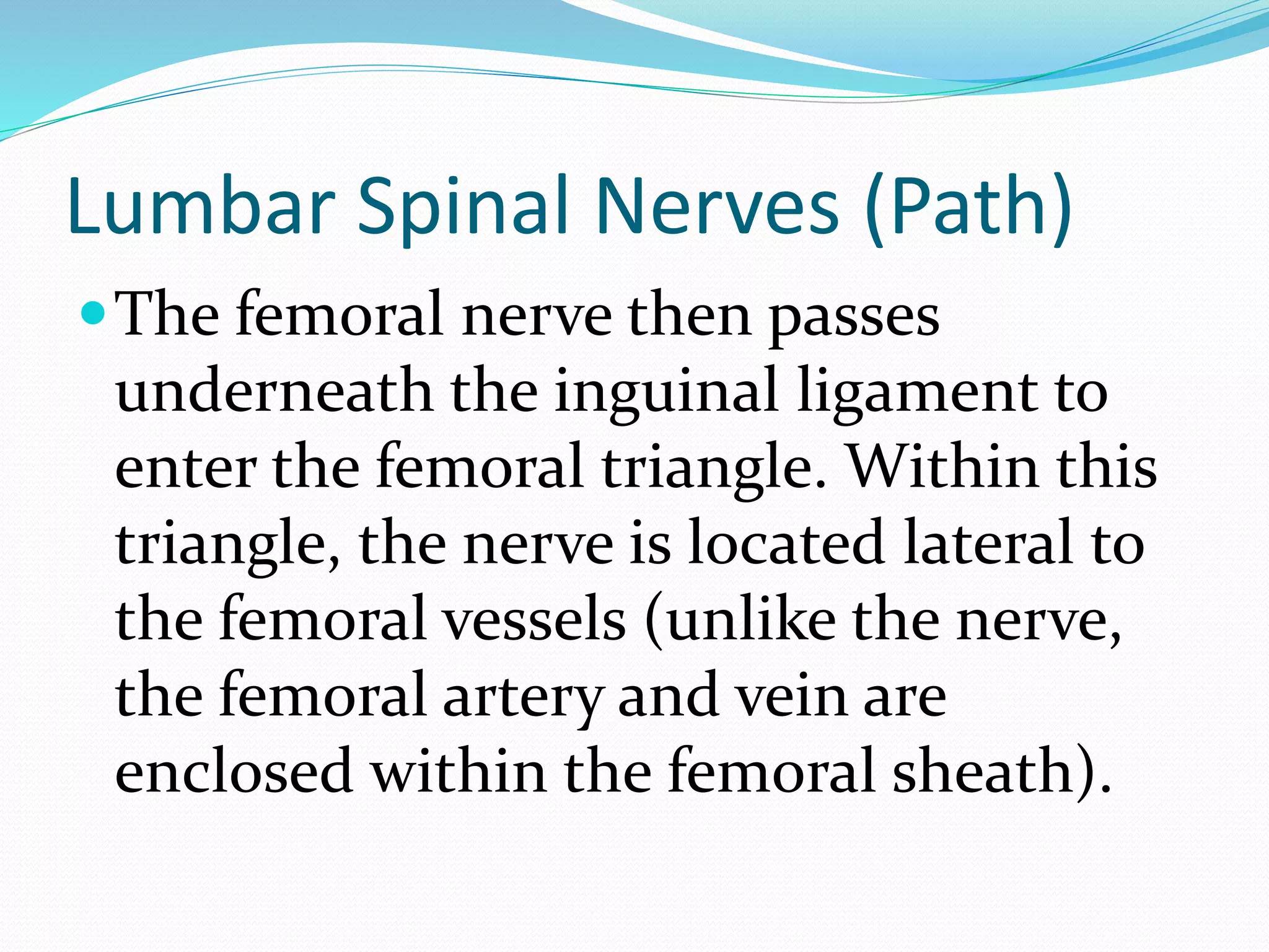 Lesson 4 (Nerves and Blood Vessels of the Spinal Column and Thorax).pptx