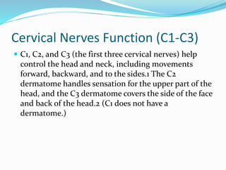 Lesson 4 (Nerves and Blood Vessels of the Spinal Column and Thorax).pptx