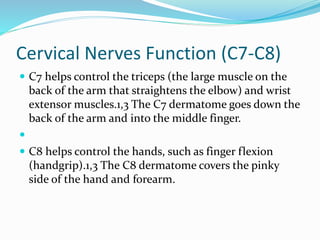 Lesson 4 (Nerves and Blood Vessels of the Spinal Column and Thorax).pptx