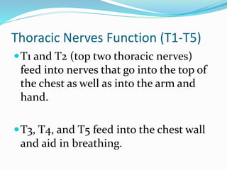 Lesson 4 (Nerves and Blood Vessels of the Spinal Column and Thorax).pptx