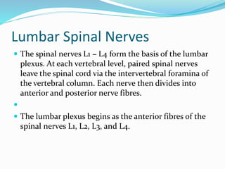 Lesson 4 (Nerves and Blood Vessels of the Spinal Column and Thorax).pptx