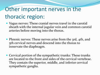 Lesson 4 (Nerves and Blood Vessels of the Spinal Column and Thorax).pptx