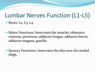 Lesson 4 (Nerves and Blood Vessels of the Spinal Column and Thorax).pptx