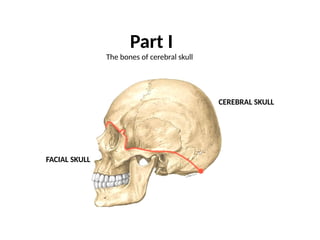 Lesson #4_Paired bones of cerebral skull.pptx
