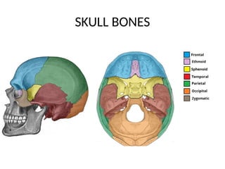 Lesson #4_Paired bones of cerebral skull.pptx
