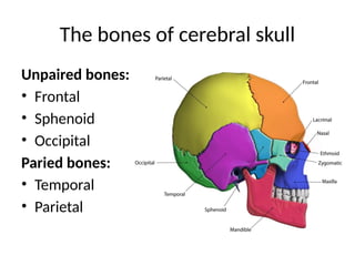 Lesson #4_Paired bones of cerebral skull.pptx