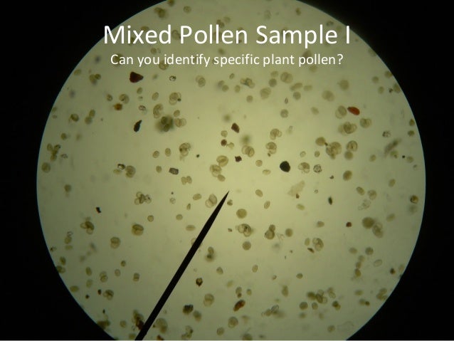 Lesson 4 pollen 1
