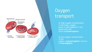 Lesson 4 PowerPoint.pptx