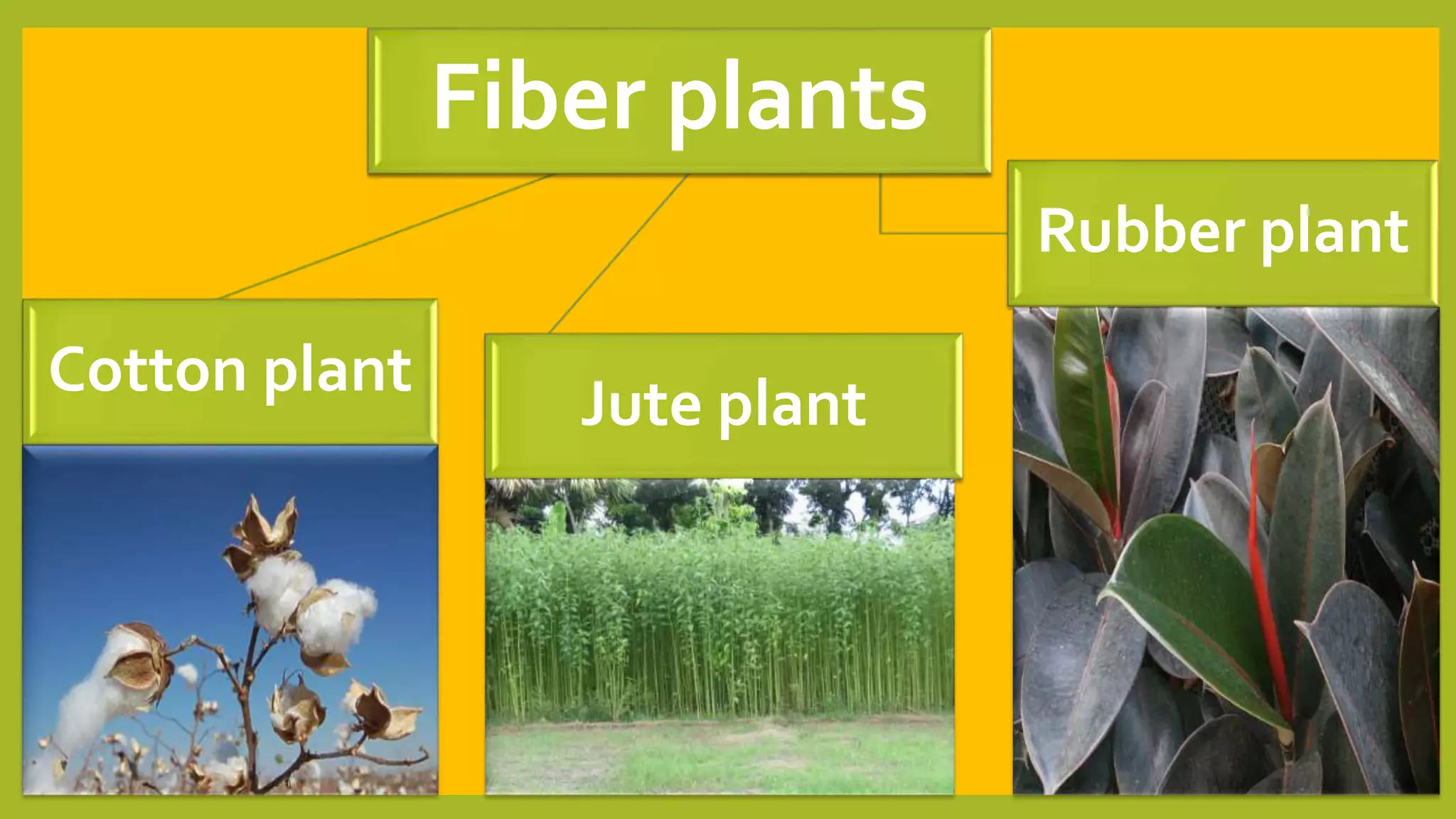 Lesson 4 uses of plants | PPTX | Gardening | Home & Garden