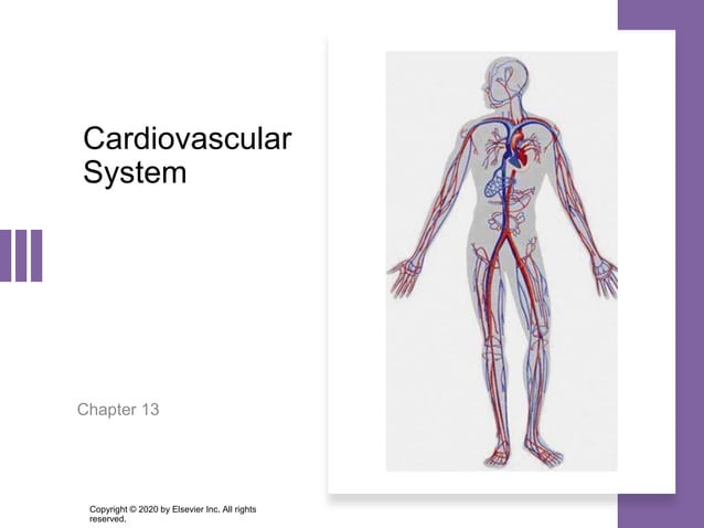 Lesson 5 - Cardiovascular System.pptx