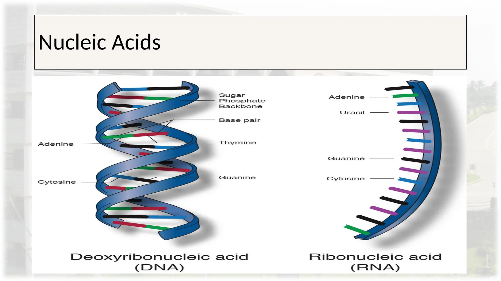 Lesson 5-Chemical And Biological Foundations of Life.pptx
