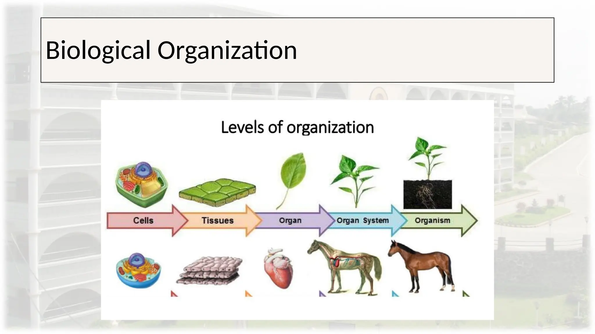Lesson 5-Chemical And Biological Foundations of Life.pptx