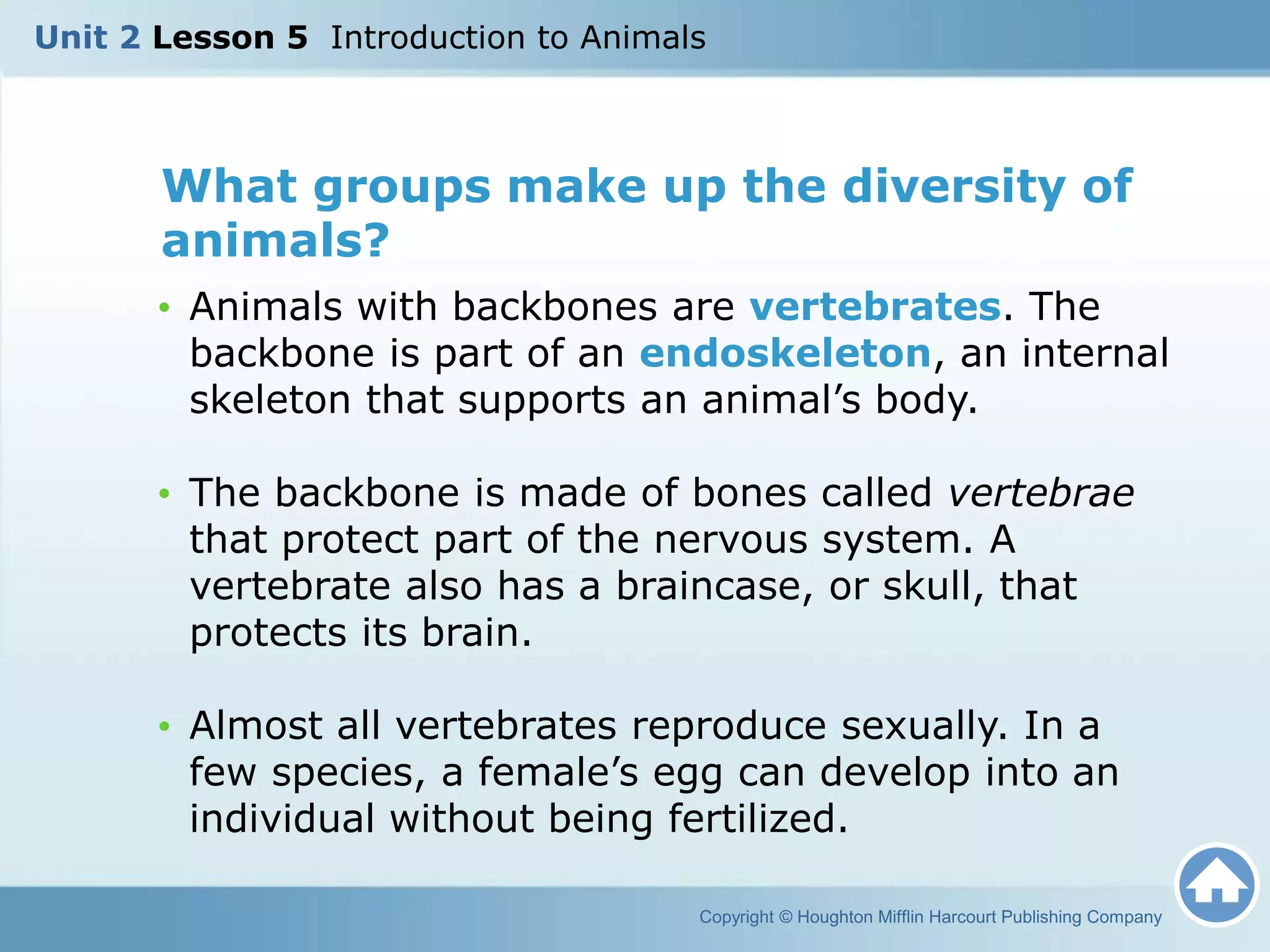 Lesson 5 introduction to animals | PPTX