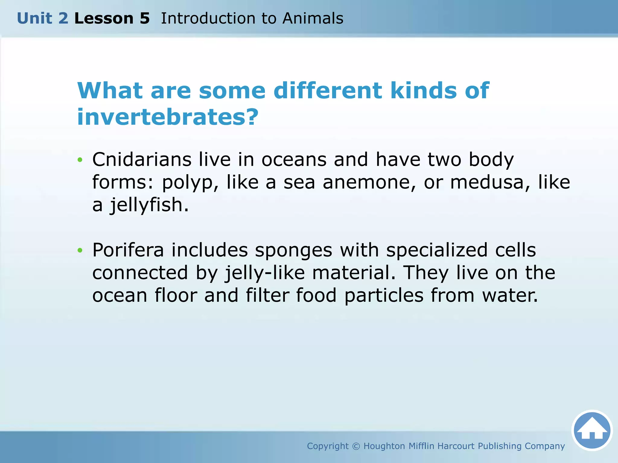 Lesson 5 introduction to animals | PPTX