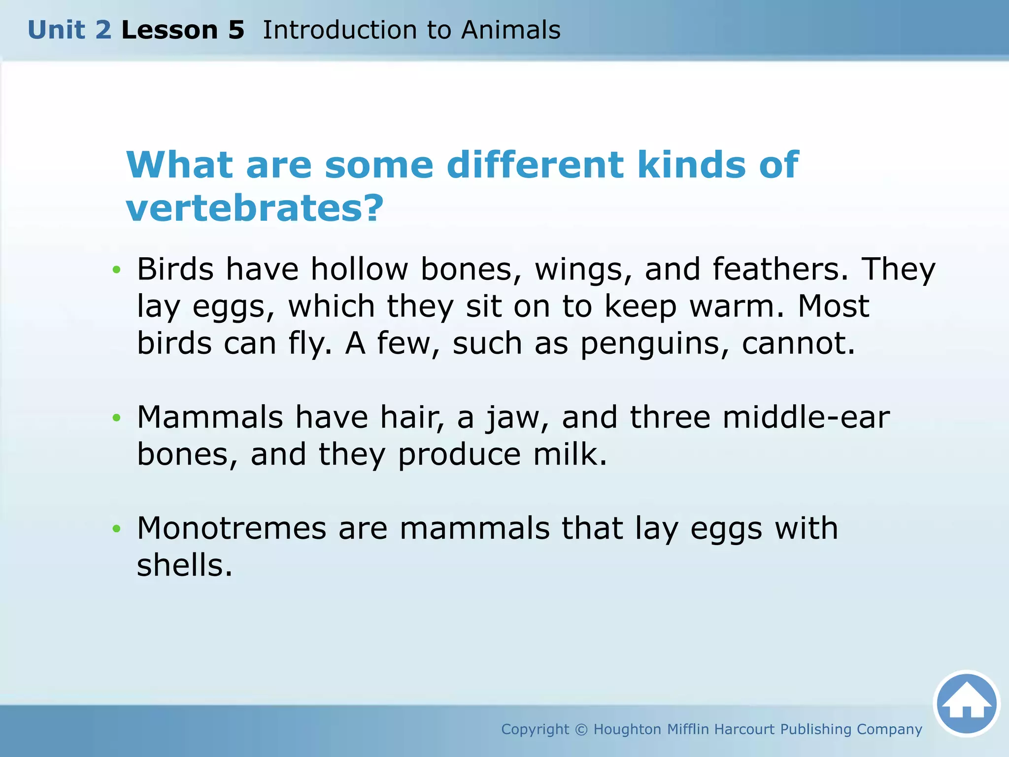 Lesson 5 introduction to animals | PPTX
