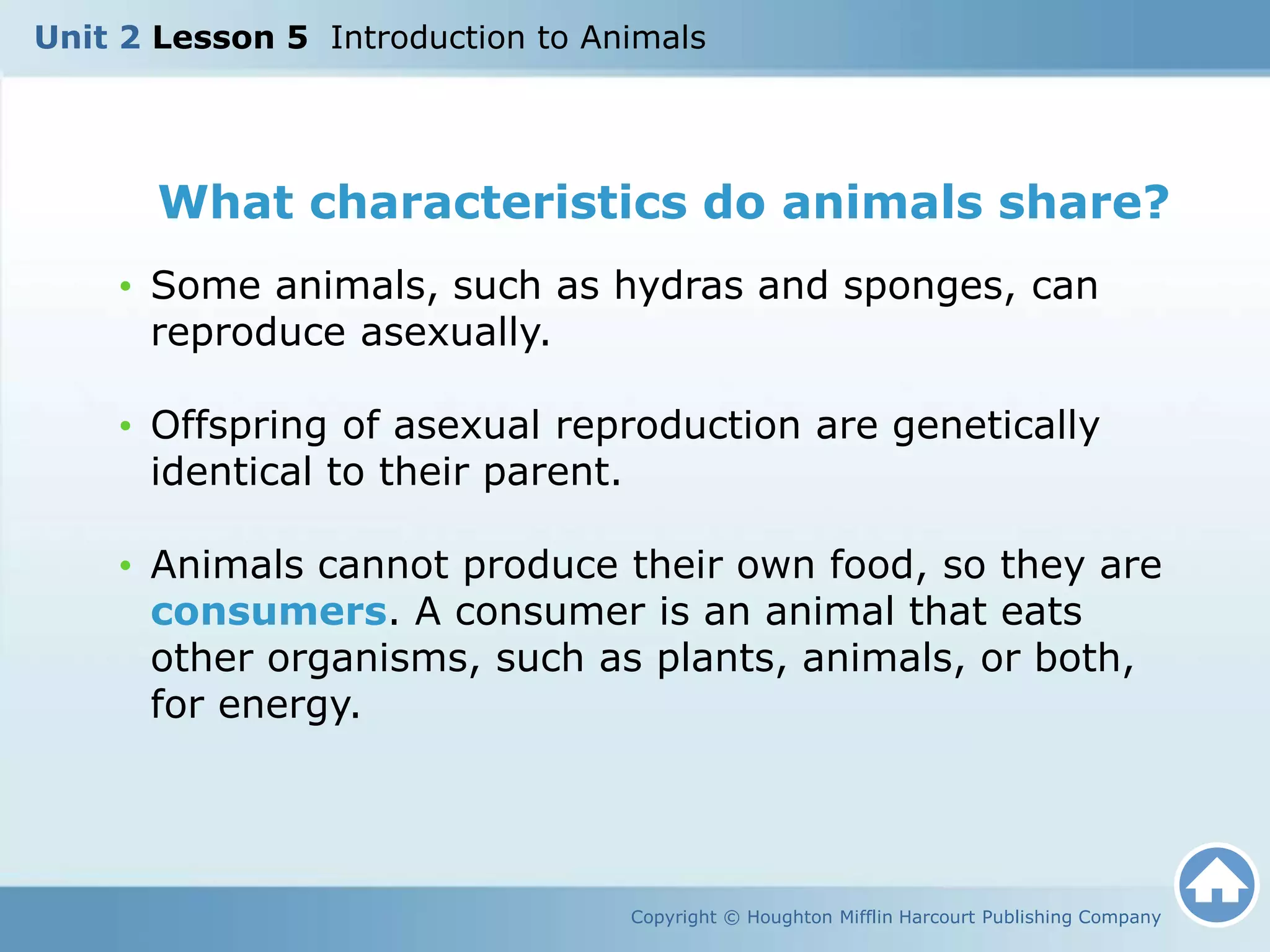 Lesson 5 introduction to animals | PPTX