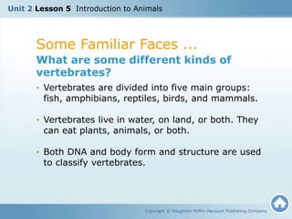 Lesson 5 introduction to animals | PPTX
