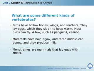 Lesson 5 introduction to animals | PPTX