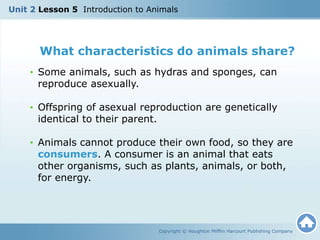 Lesson 5 introduction to animals | PPTX