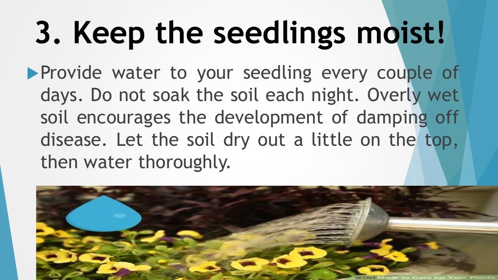 Lesson 5-Seedlings and Ways on How to Take Care of It.pptx