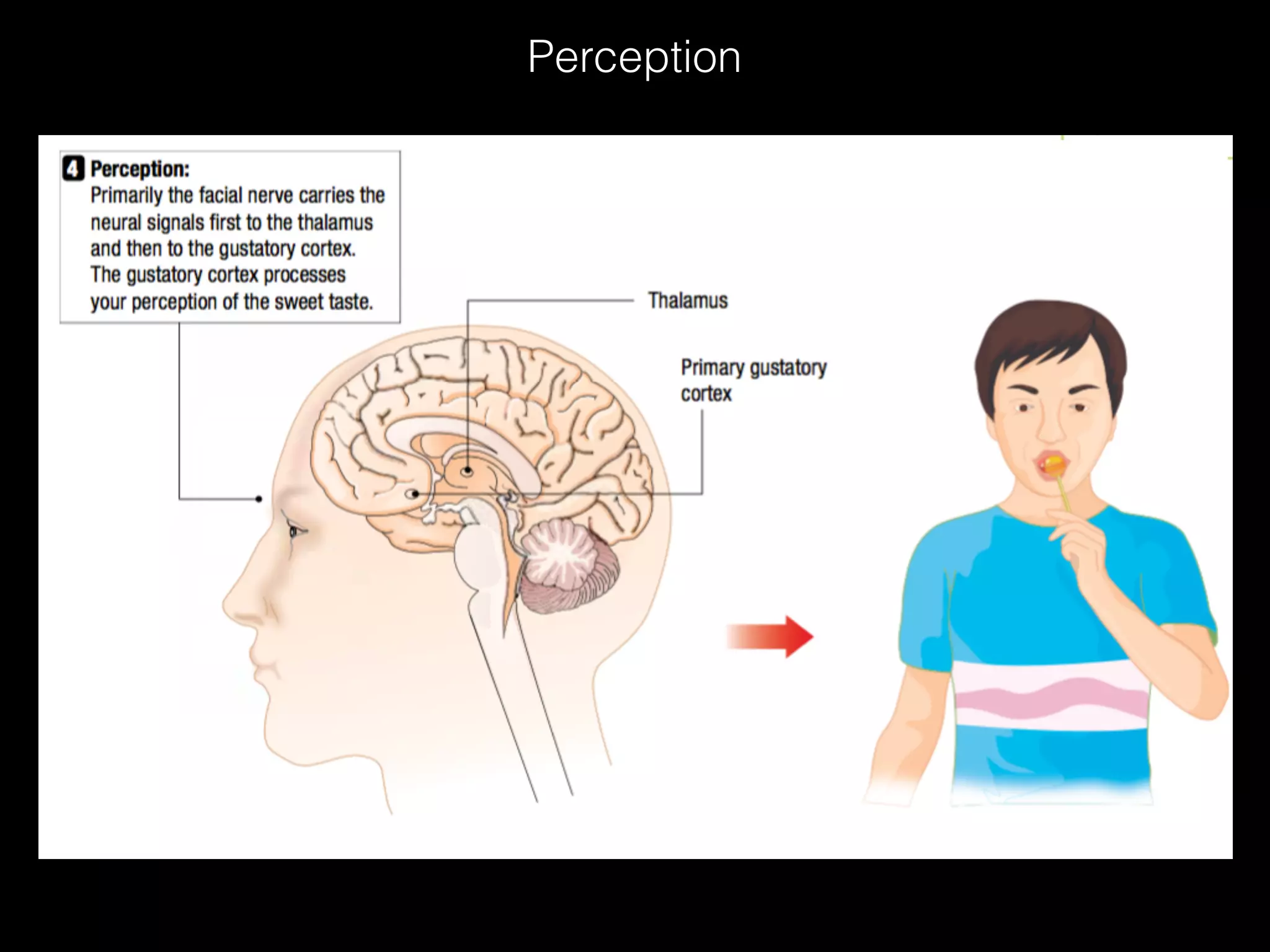 Lesson 5 taste perception - mouth to brain | PDF | Food & Drink
