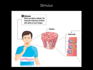 Lesson 5 taste perception - mouth to brain | PDF