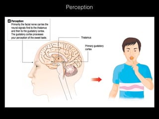 Lesson 5 taste perception - mouth to brain | PDF | Food & Drink