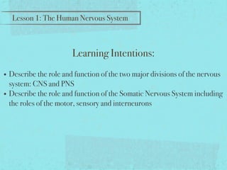 Lesson 5 the human nervous system | PPT