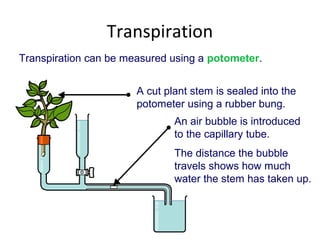Mrs Abrey Lesson 5 transpiration | PPT | Free Download