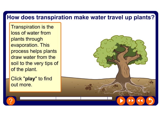 Mrs Abrey Lesson 5 transpiration | PPT