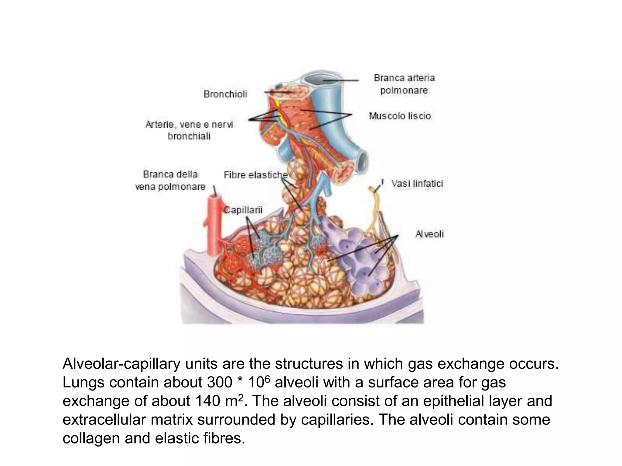 airways and lungs | PPTX | Lung and Respiratory Health | Diseases and ...
