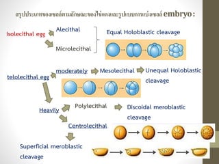 Lesson5animalgrowth kr uwichai62 | PPT