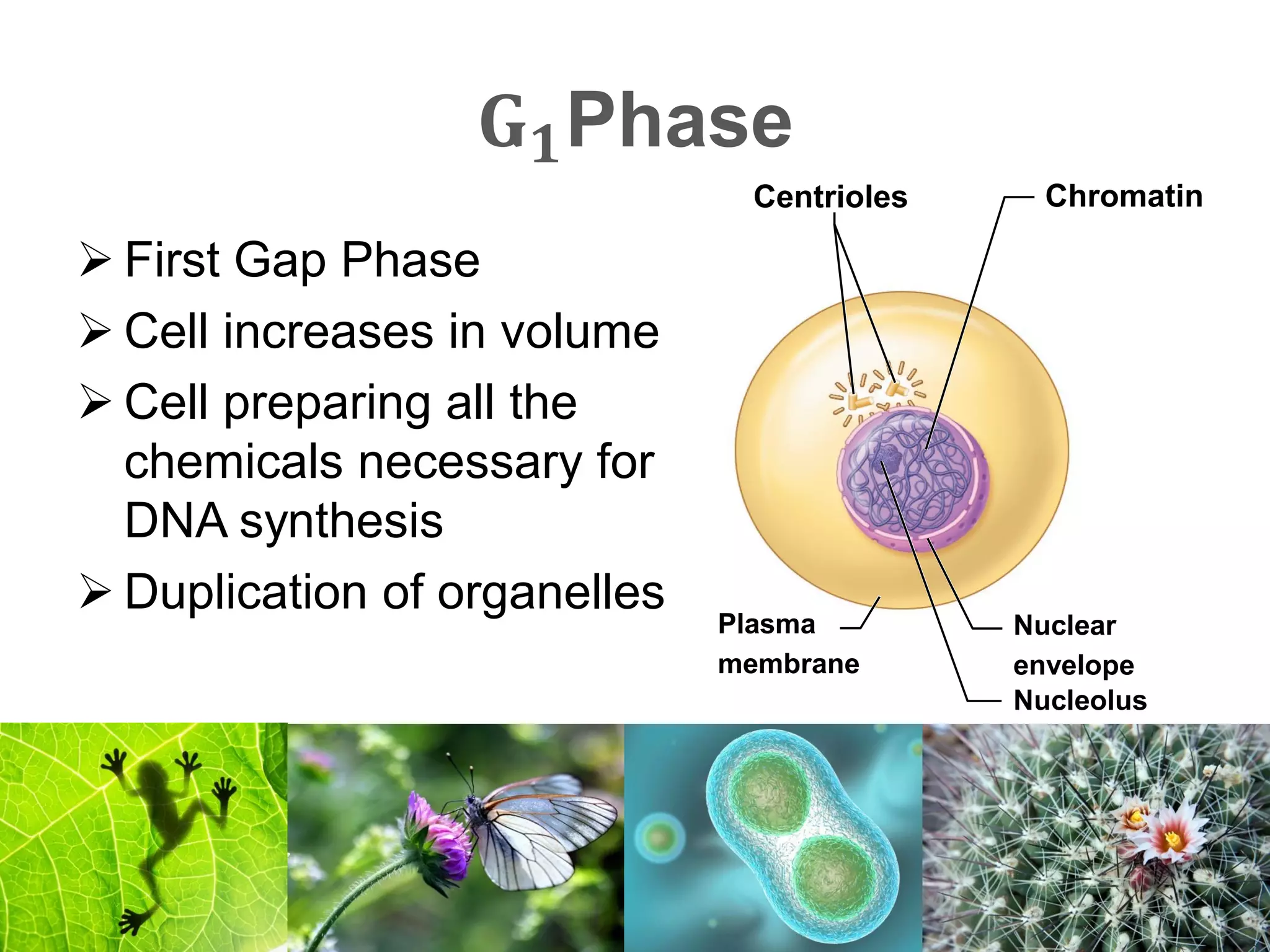 Lesson 5 Cell Cycle (Mitosis and Meiosis) | PDF